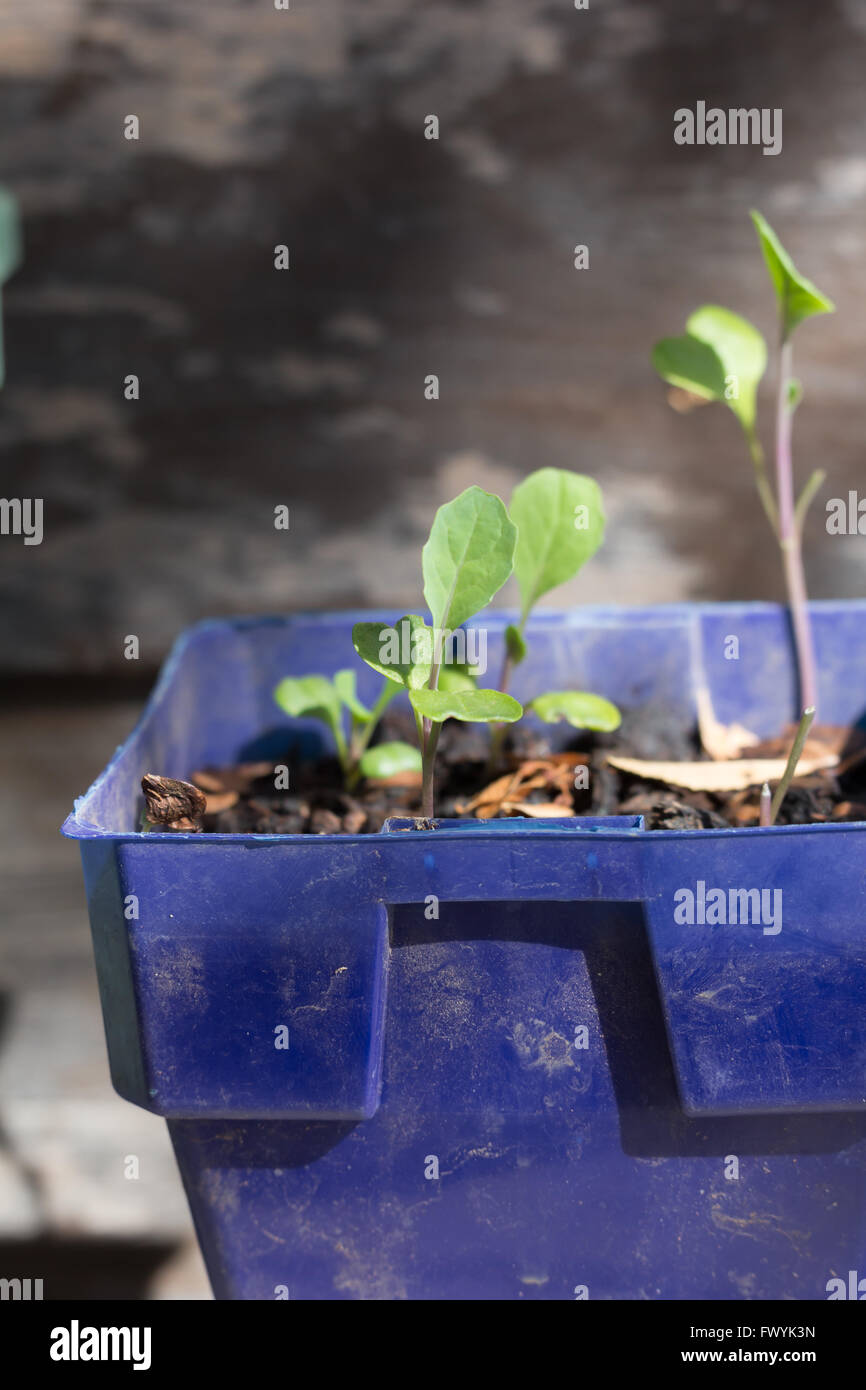 New cabbage seedlings sprouting in a garden in part sun Stock Photo - Alamy