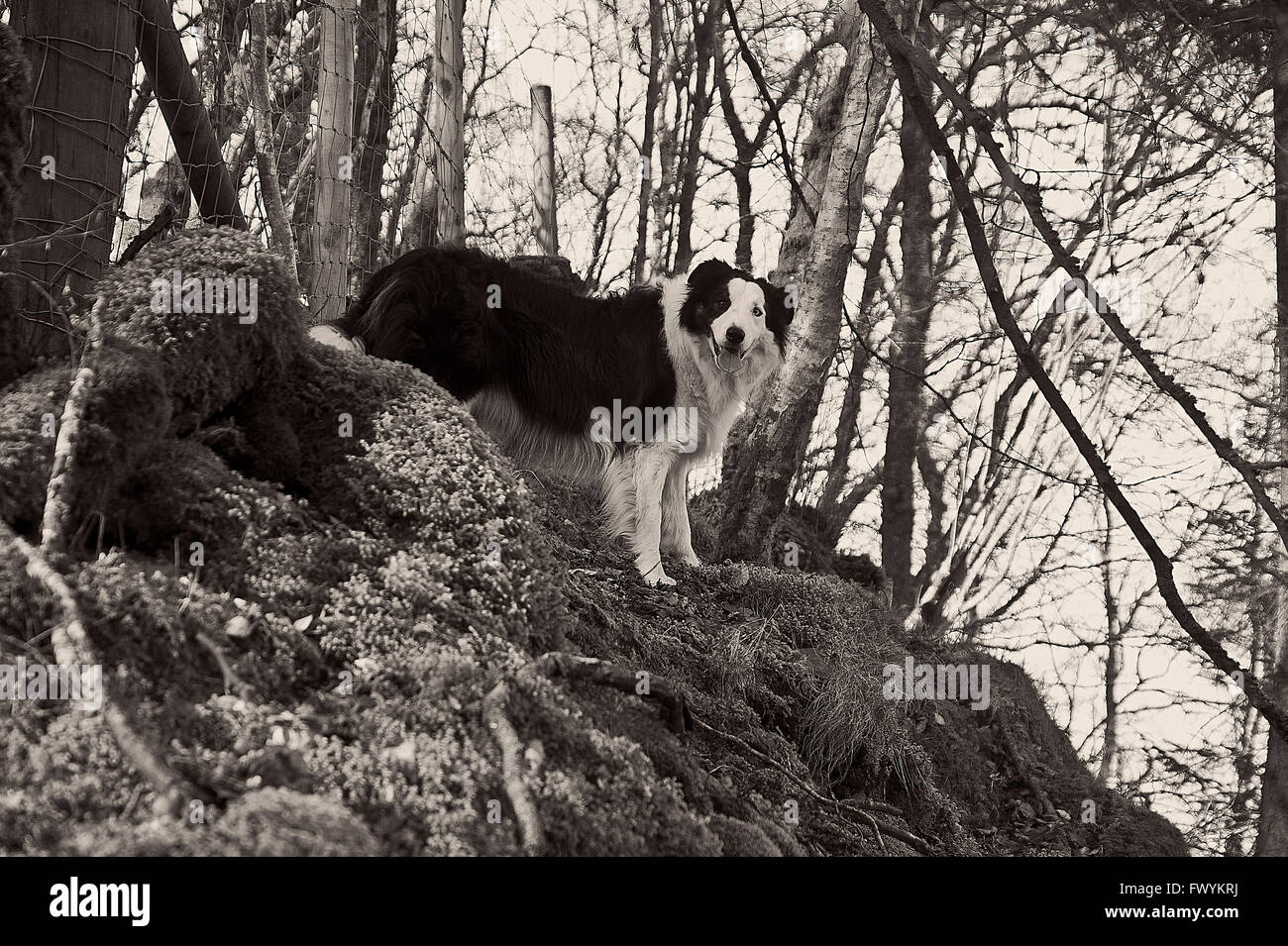 Border collie dog in woods hi-res stock photography and images - Alamy