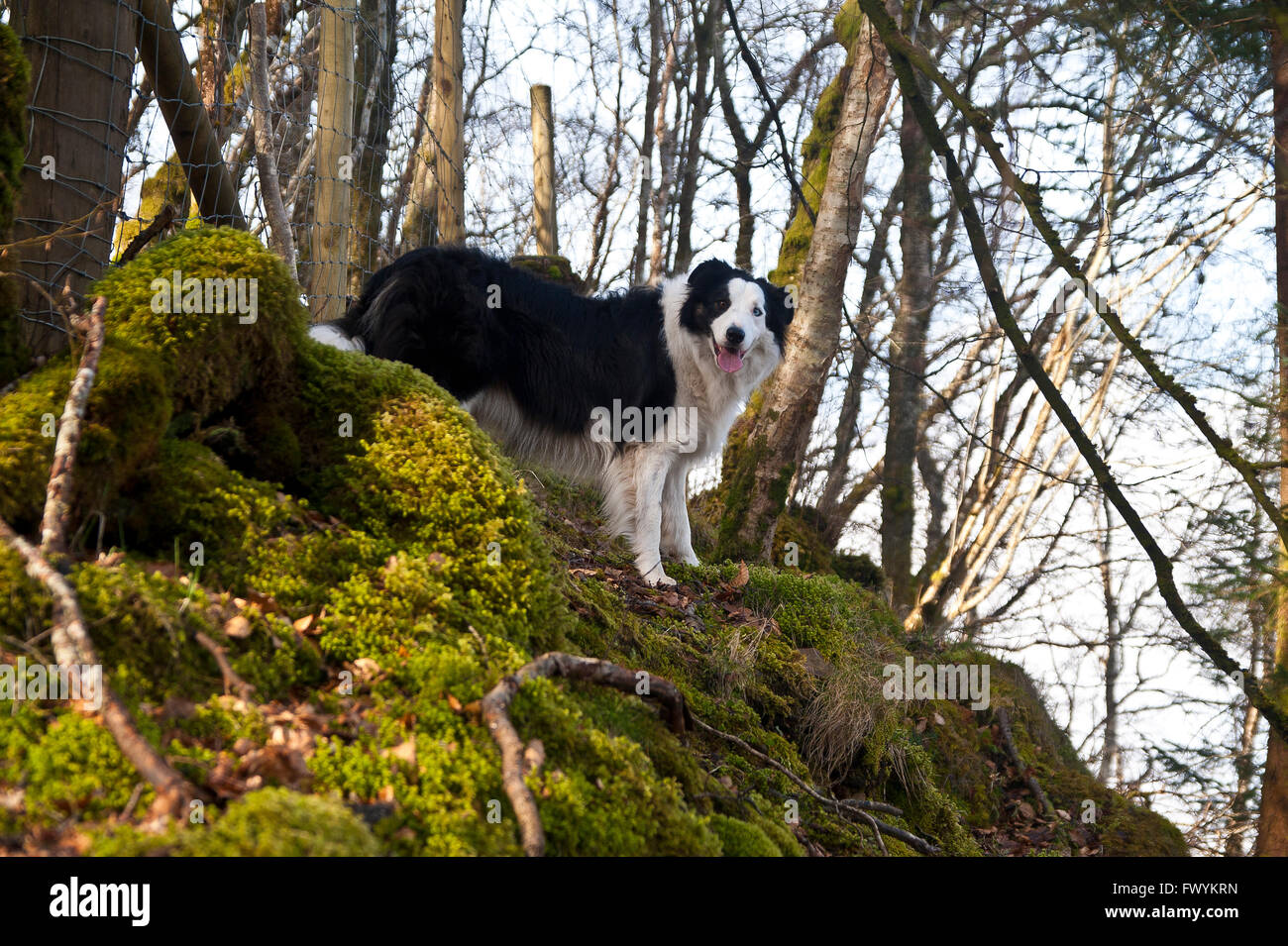 border collie dog in woods in scotland Stock Photo - Alamy