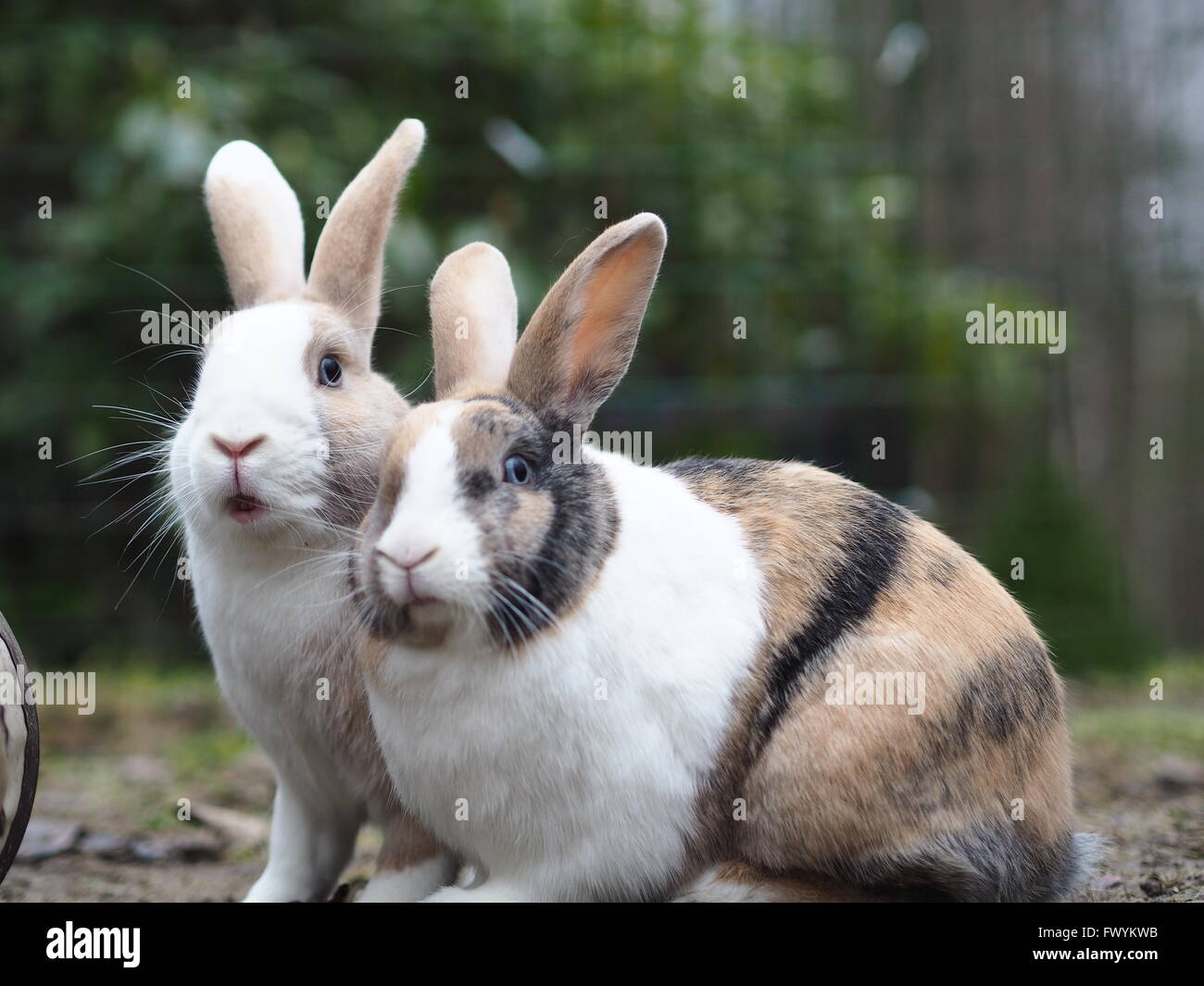 Bunnies hi-res stock photography and images - Alamy