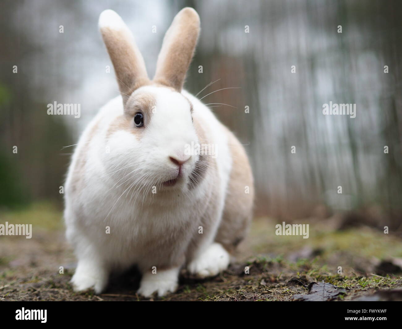 Brown and white bunny outside Stock Photo - Alamy