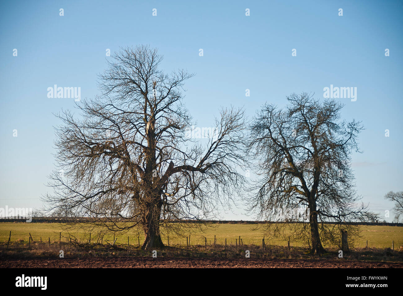 mature, standard trees in hedge between fields silhouetted in morning ...