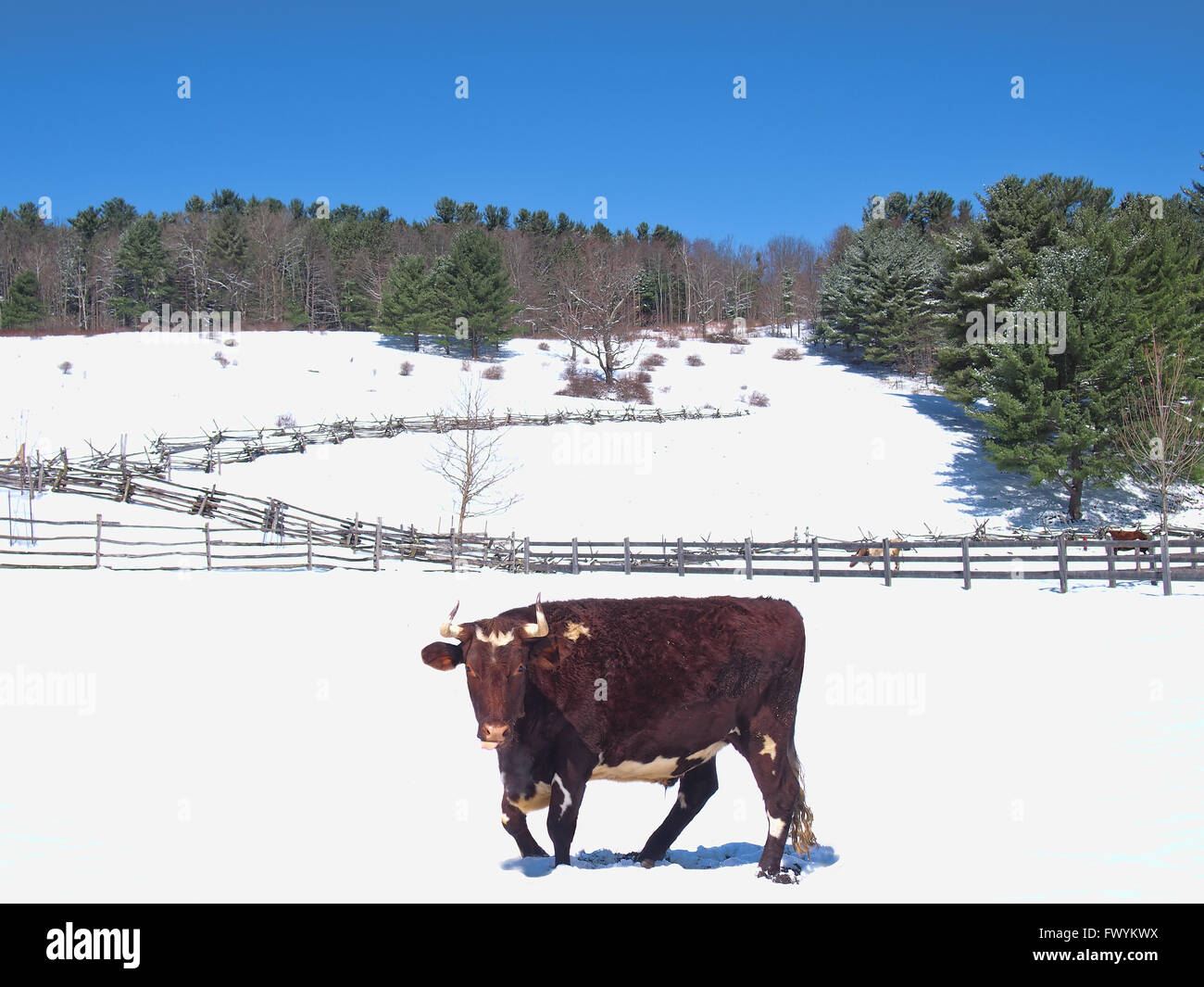 bull in snow Stock Photo - Alamy