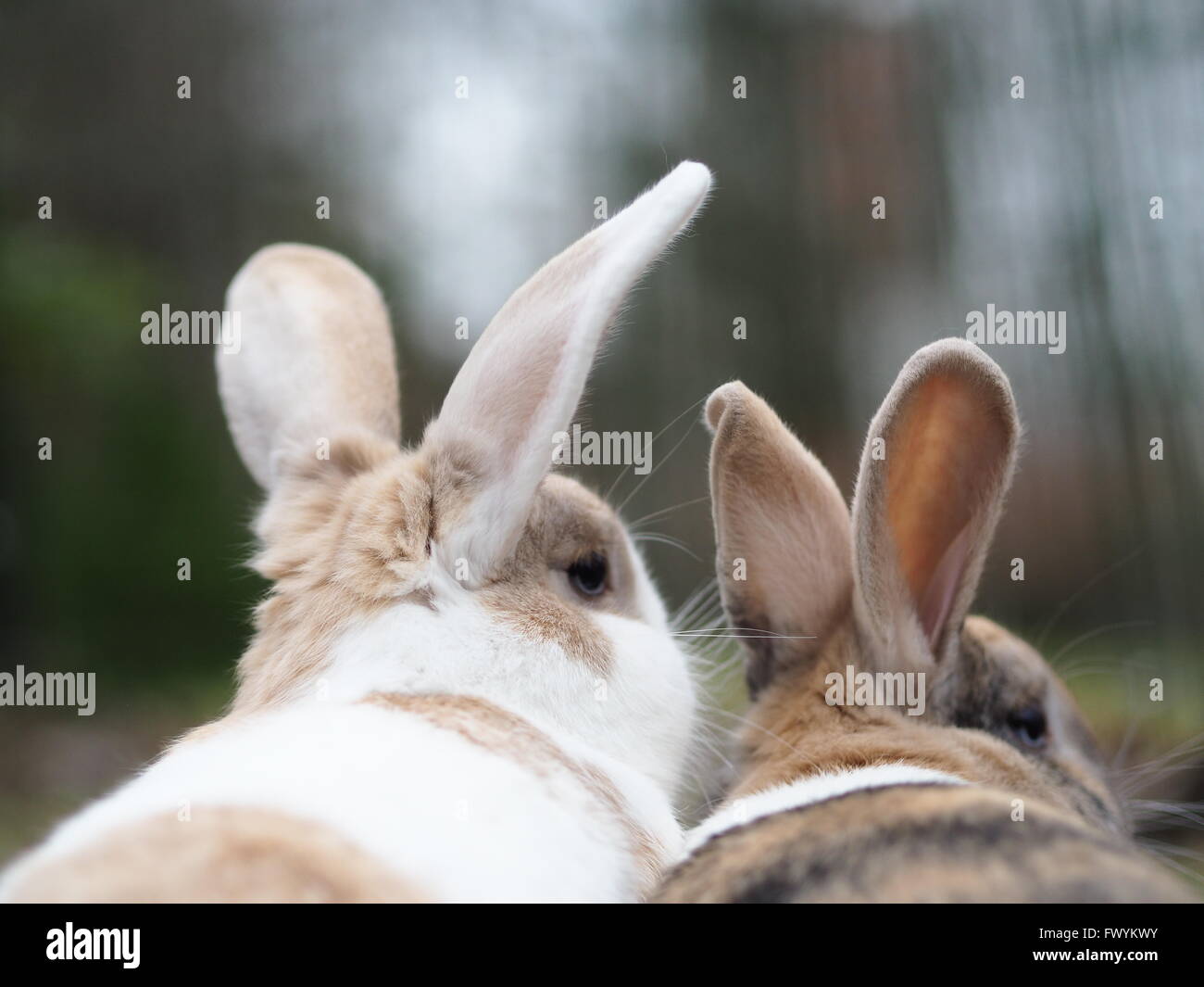 Bunnies hi-res stock photography and images - Alamy