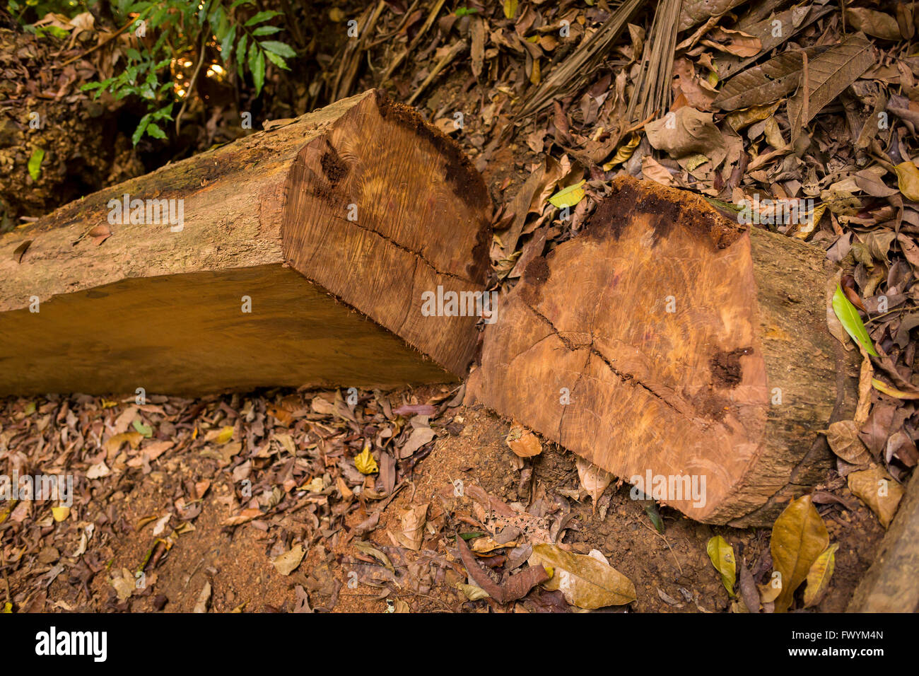OSA PENINSULA, COSTA RICA - Blood wood tree, sangrillo colorado, cut ...