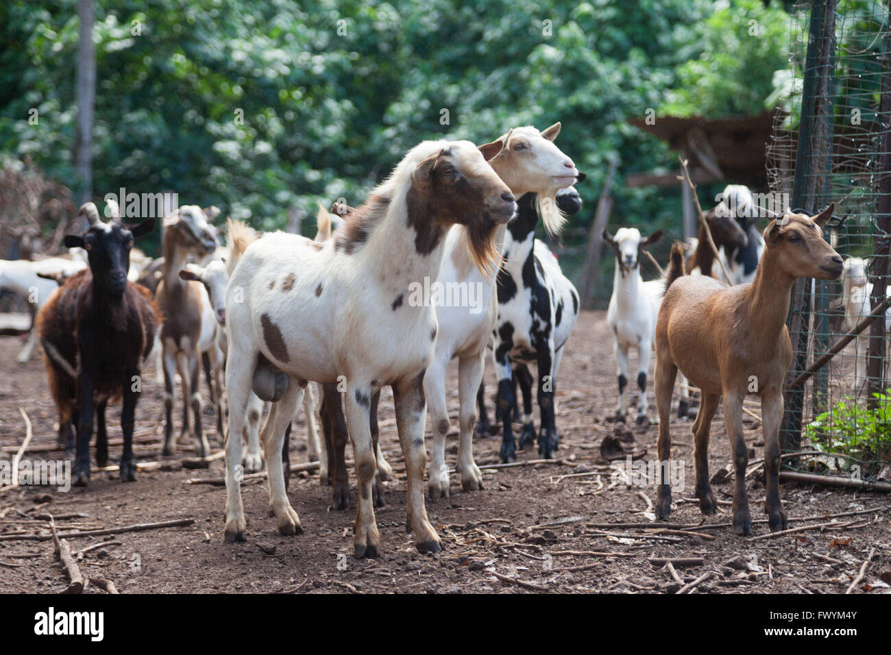 goats on Ua Huka Stock Photo - Alamy
