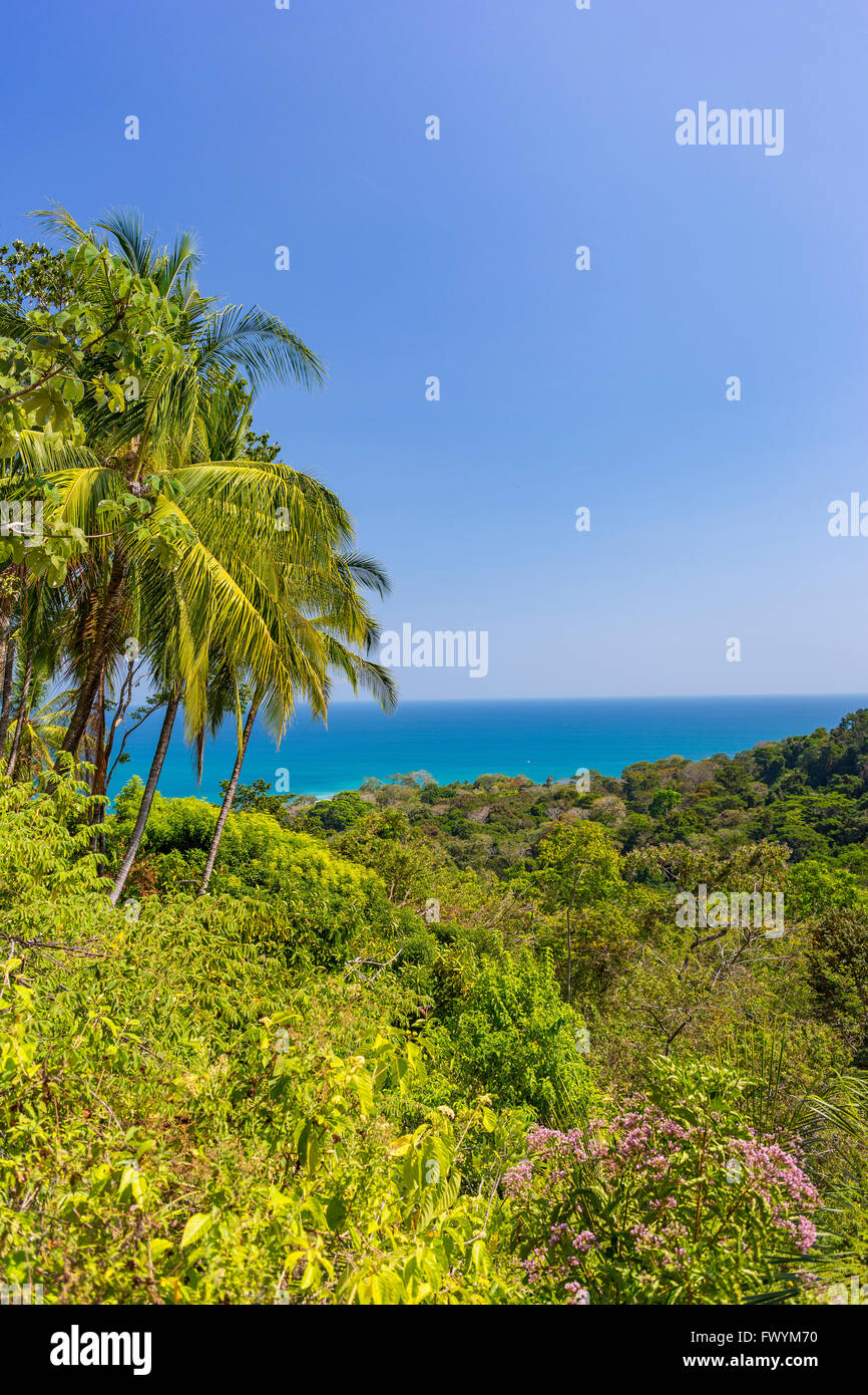 OSA PENINSULA, COSTA RICA - Palm trees, rain forest and Pacific Ocean ...