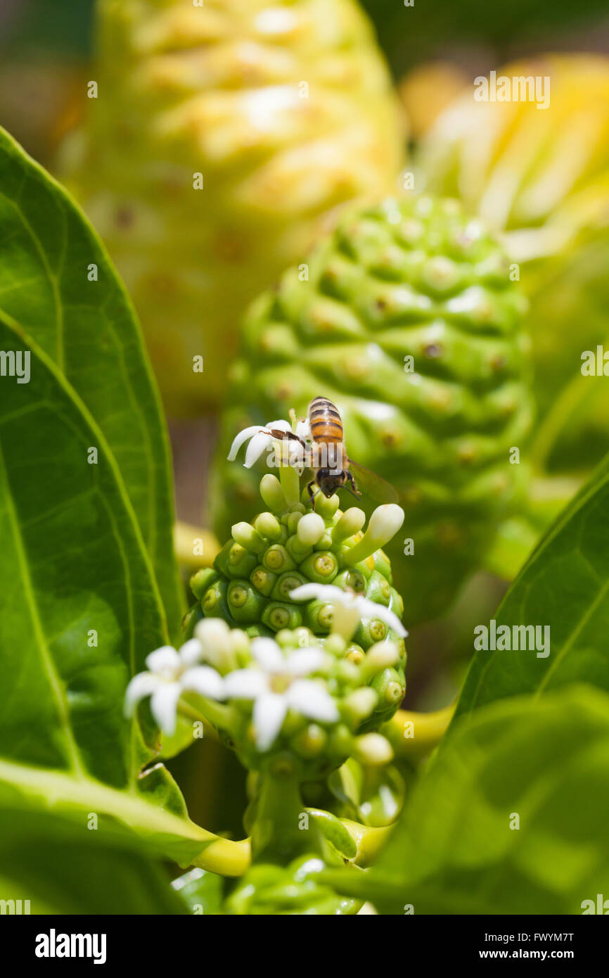 Hiva oa, french polynesia hi-res stock photography and images - Alamy