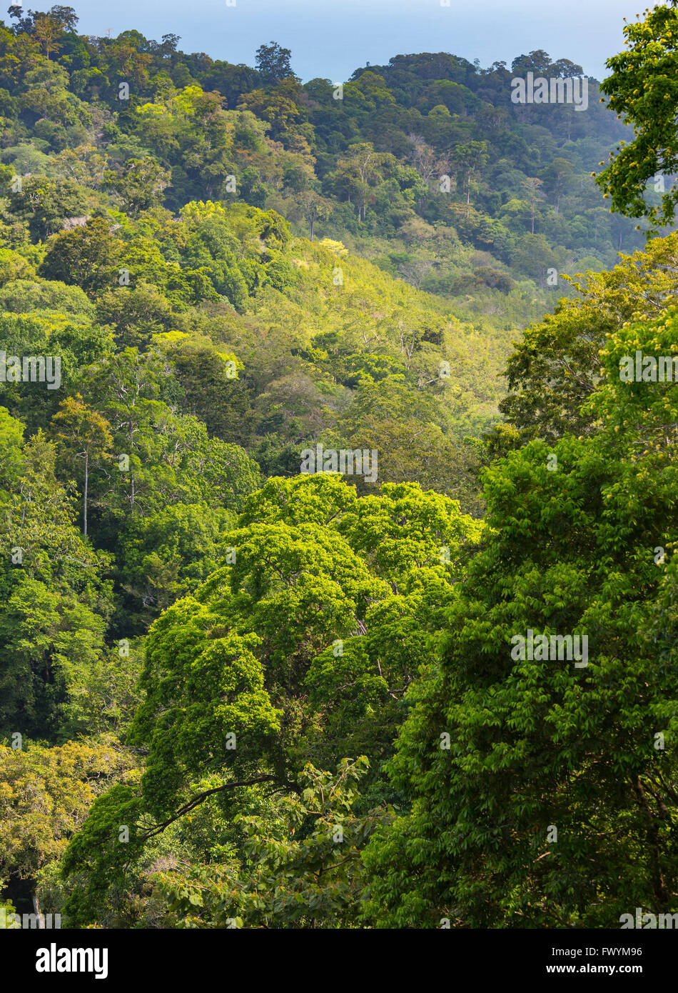 OSA PENINSULA, COSTA RICA - Trees in primary rain forest Stock Photo ...