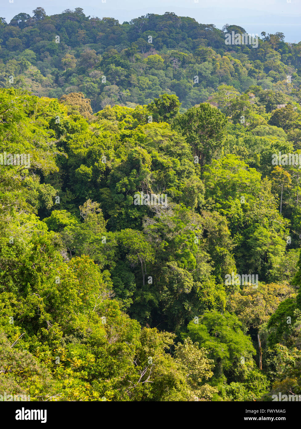 OSA PENINSULA, COSTA RICA - Trees in primary rain forest Stock Photo ...