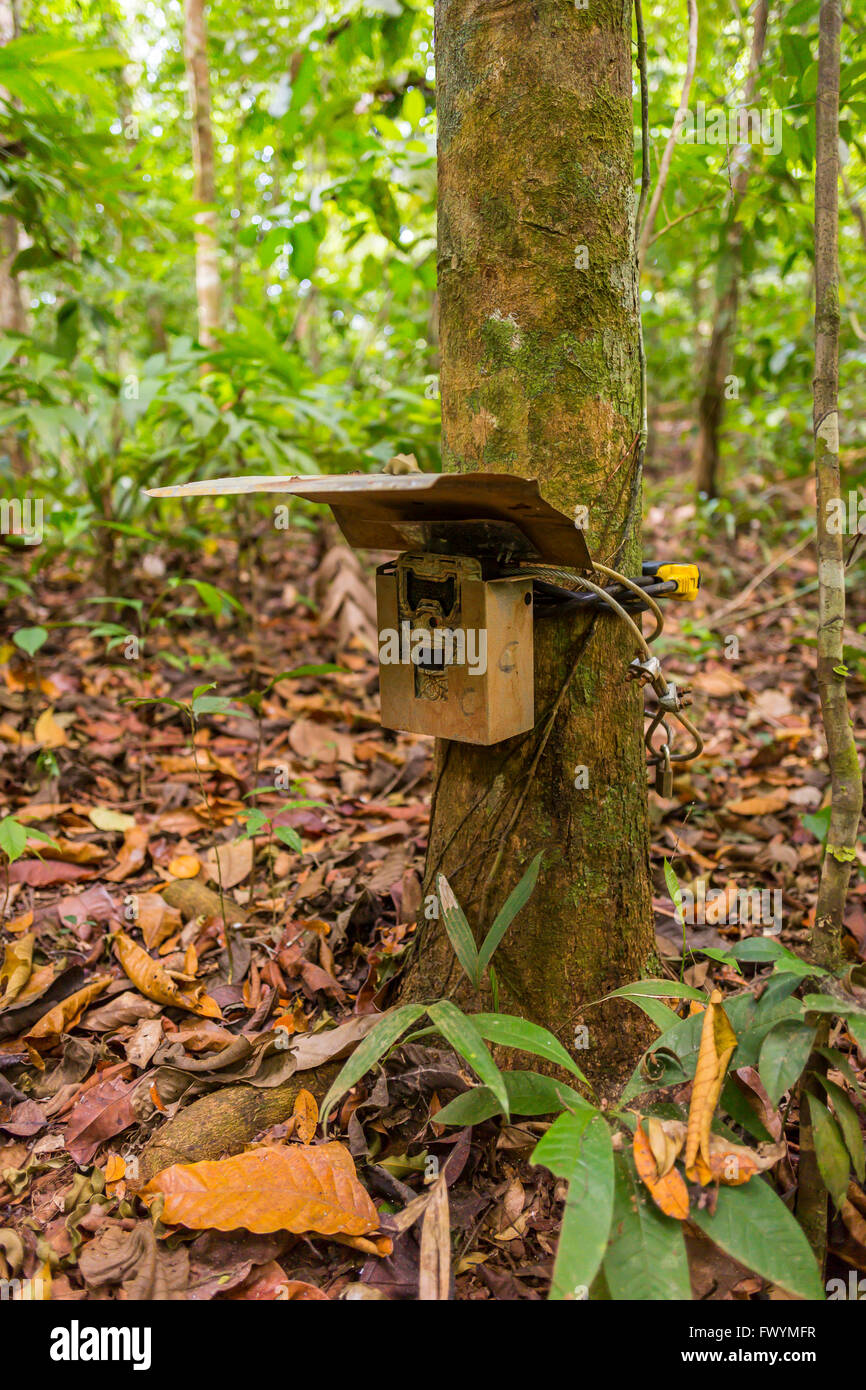 OSA PENINSULA, COSTA RICA - Camera trap strapped to tree in rain forest ...