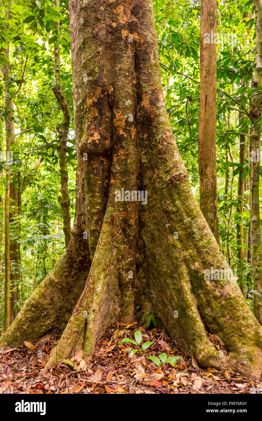 Caribbean Mahogany Tree