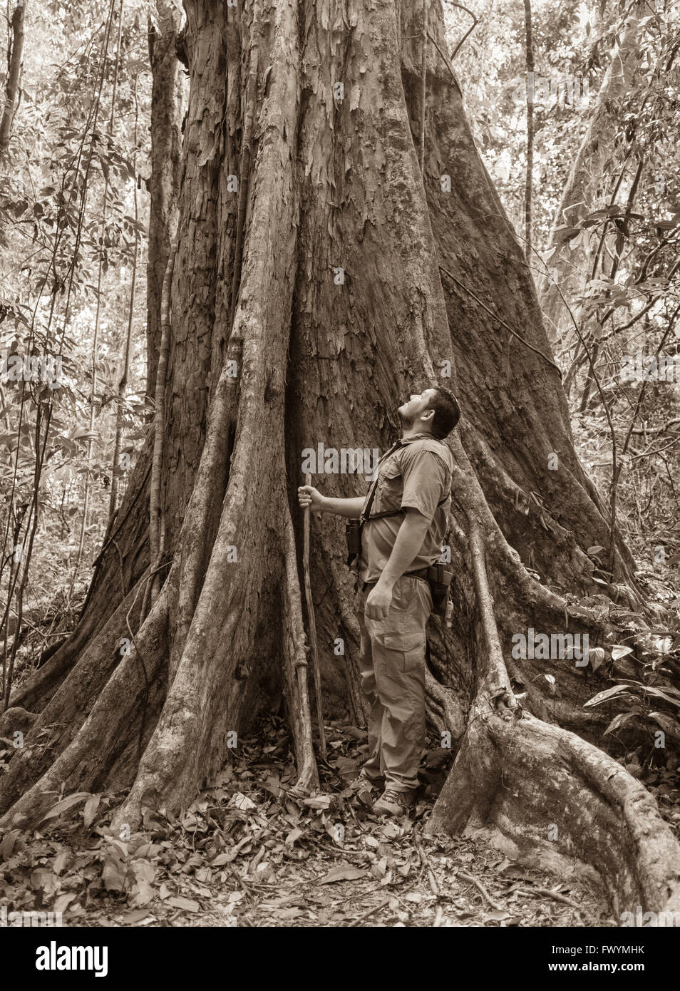 Blood tree hi-res stock photography and images - Alamy