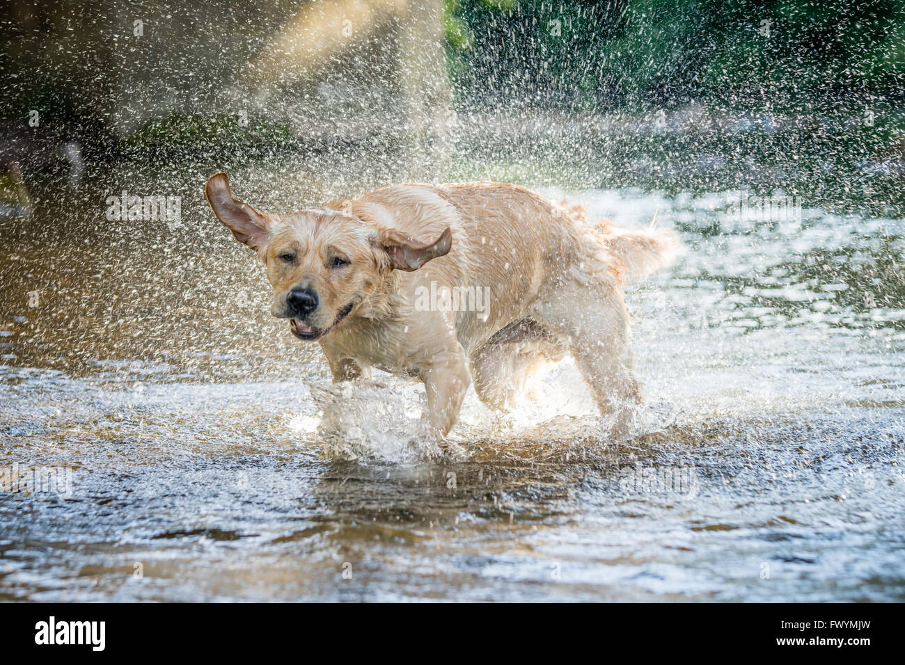 Golden Labrador retriever standing in river on a summer day Stock Photo ...