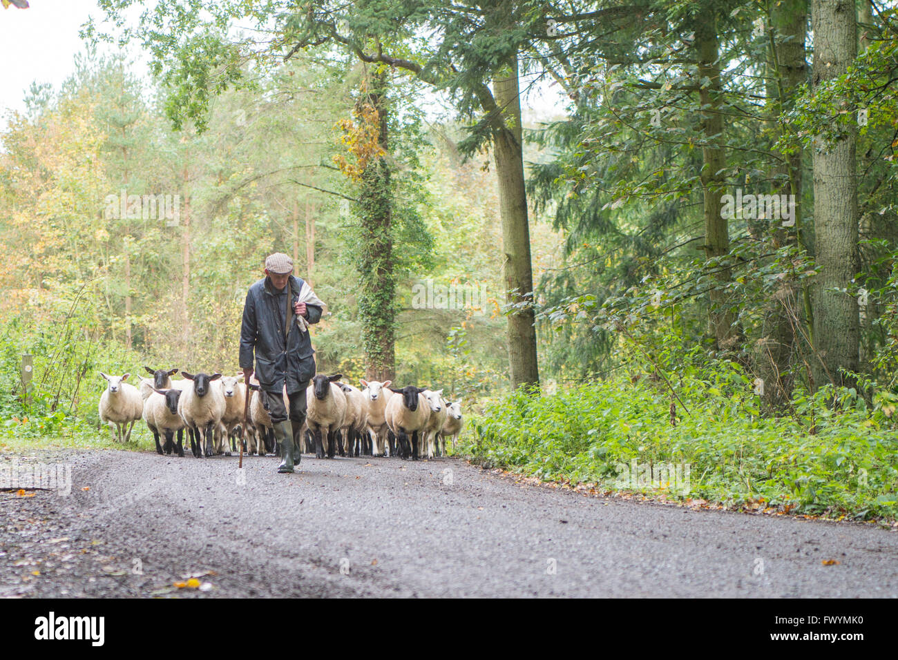 Shepherd with flock of sheep hi-res stock photography and images - Alamy