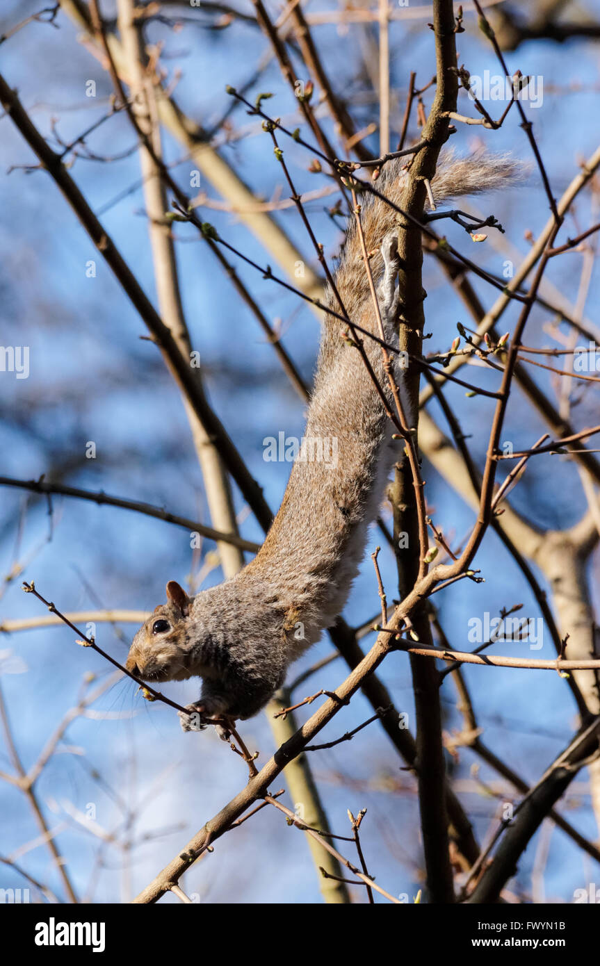 Squirrel Jumping On Tree High Resolution Stock Photography and Images ...