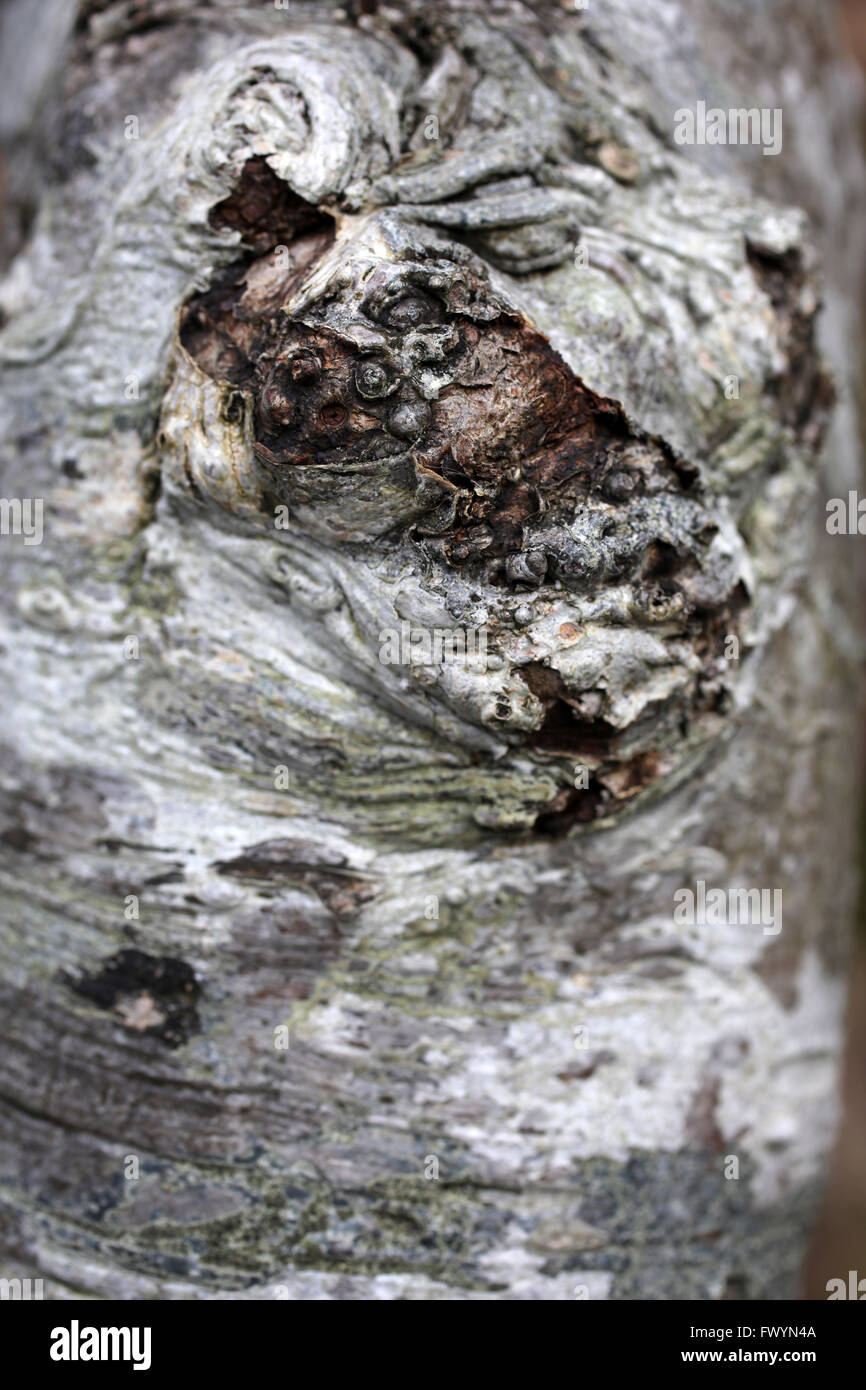 Branch mark on the trunk of a tree - Details of bark with Lichens Stock ...