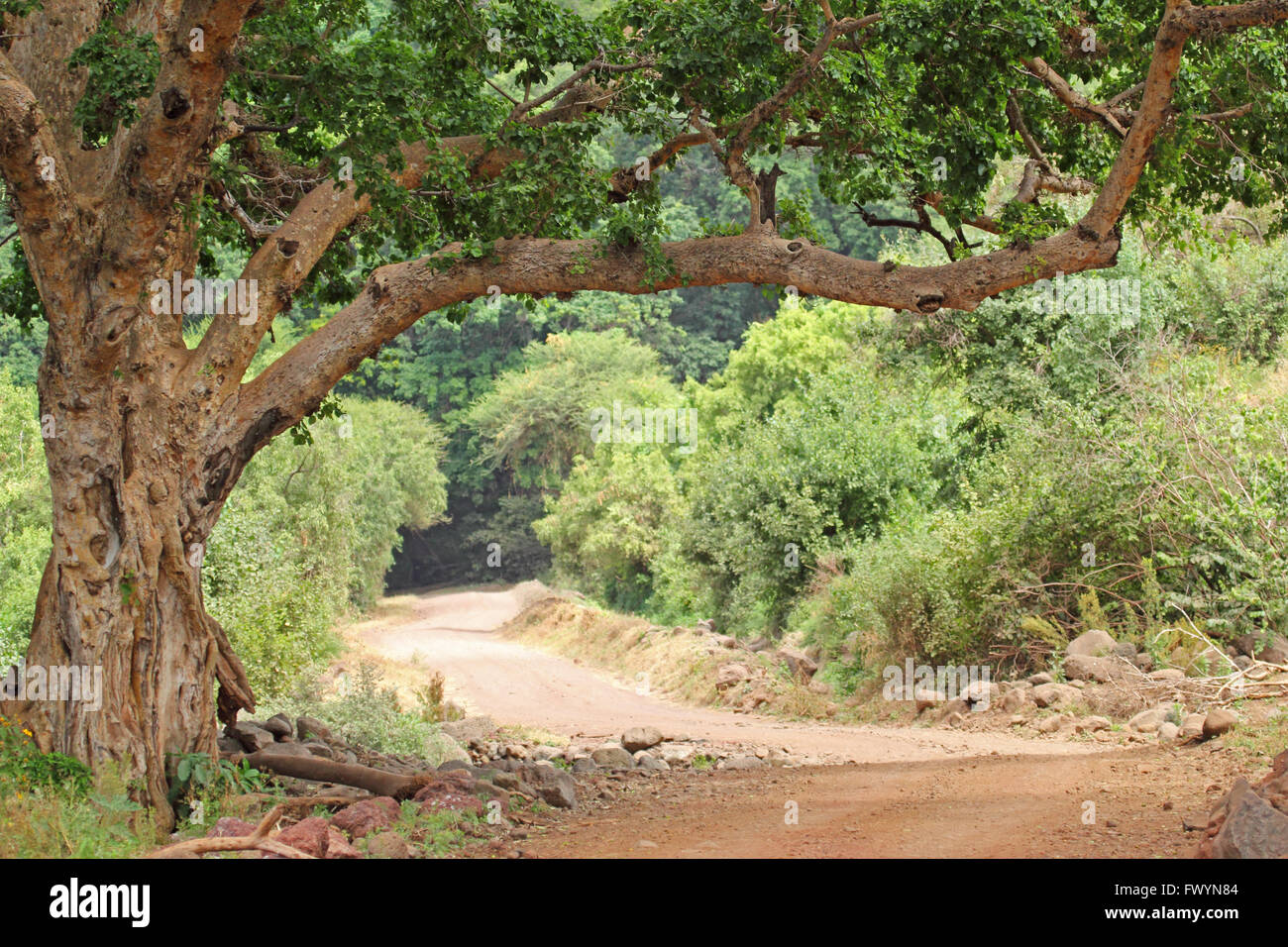 Endless road in the forest of Lake Manyara National park in Tanzania ...
