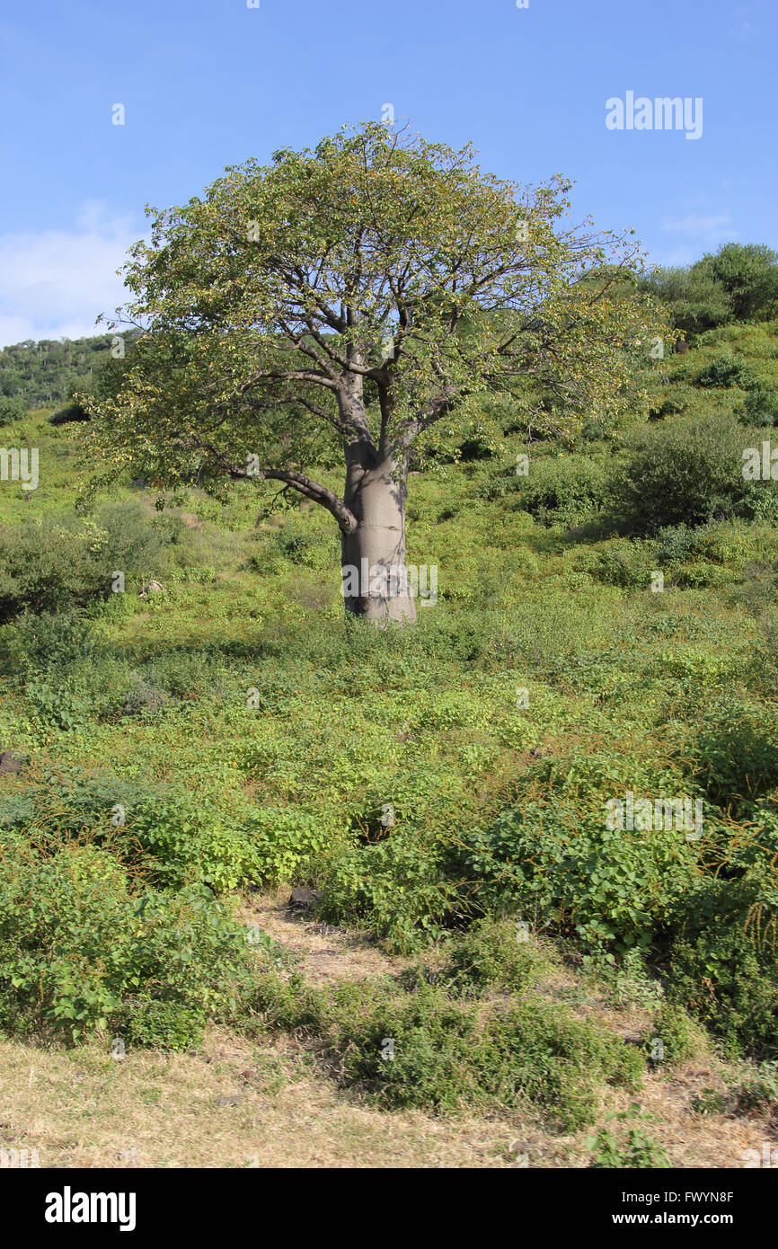 A seldom baobab, landscape of Tanzania Africa Stock Photo - Alamy