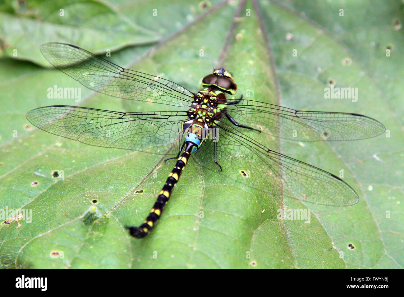 Big dragonfly hi-res stock photography and images - Alamy