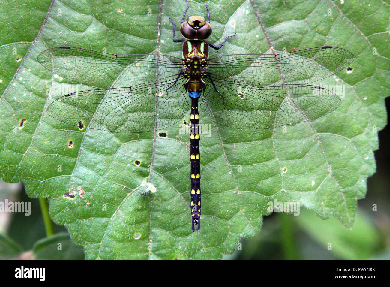 Huge dragonfly on green leaf in close-up from Tanzania Stock Photo - Alamy