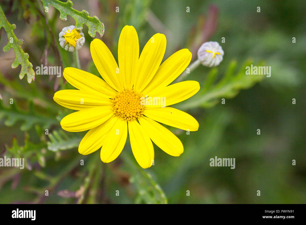 Bright yellow chrysanthemum in close-up in daylight Stock Photo - Alamy