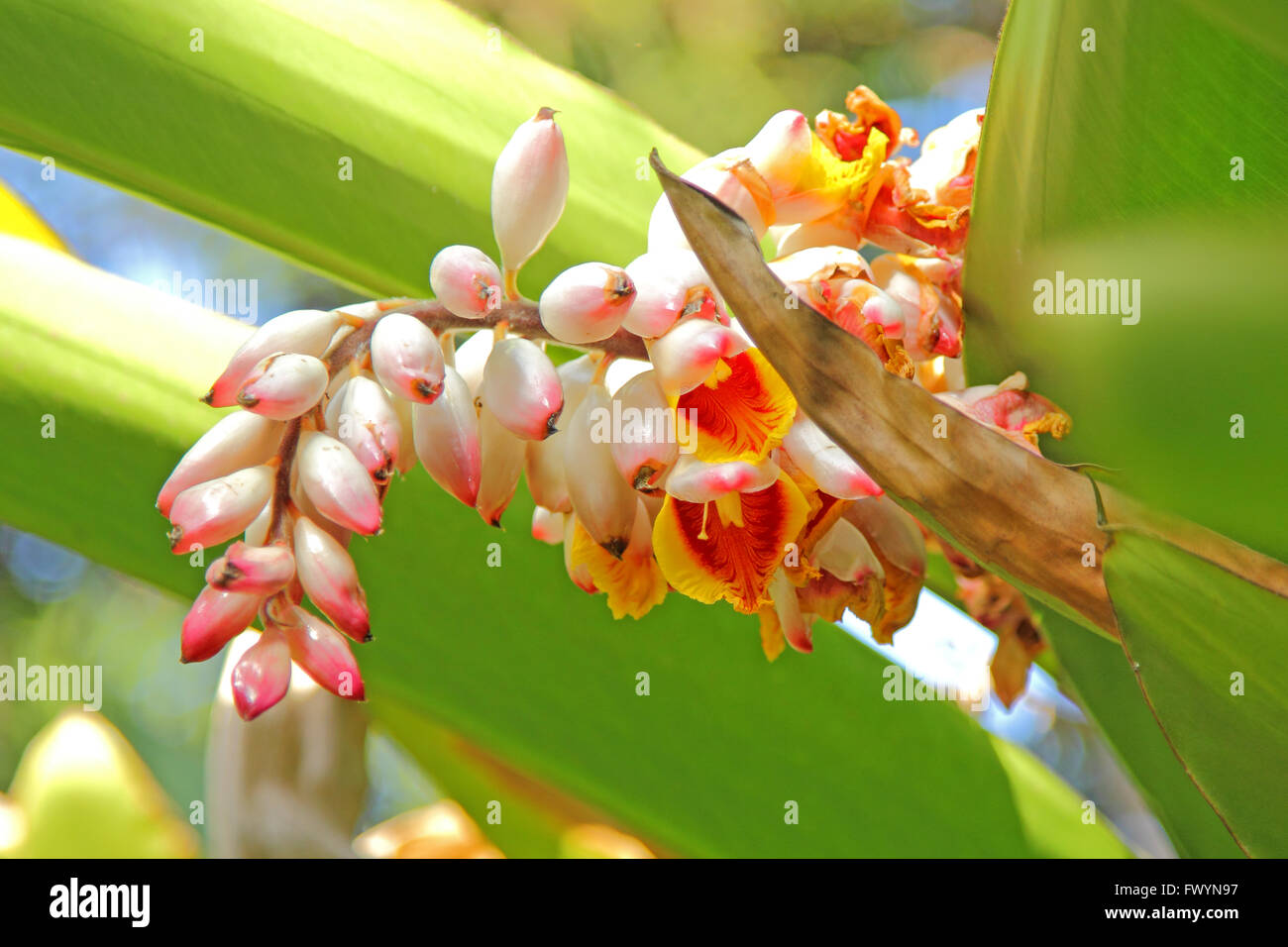 Tanzania Flower High Resolution Stock Photography and Images - Alamy