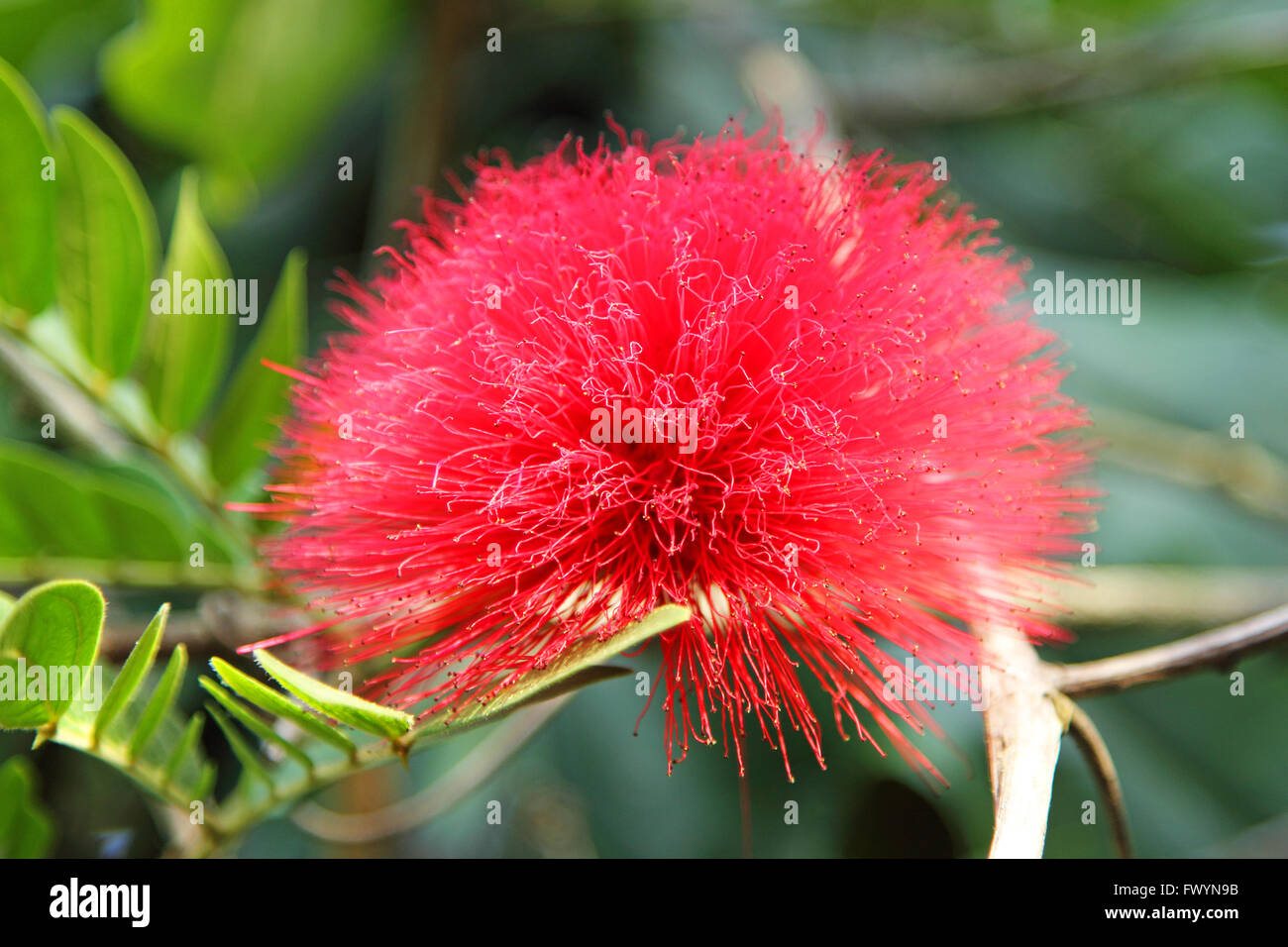 Bright fluffy flower from Tanzania in close-up Stock Photo - Alamy
