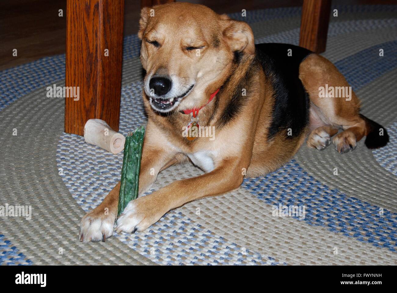 Dog squinting eyes hi-res stock photography and images - Alamy