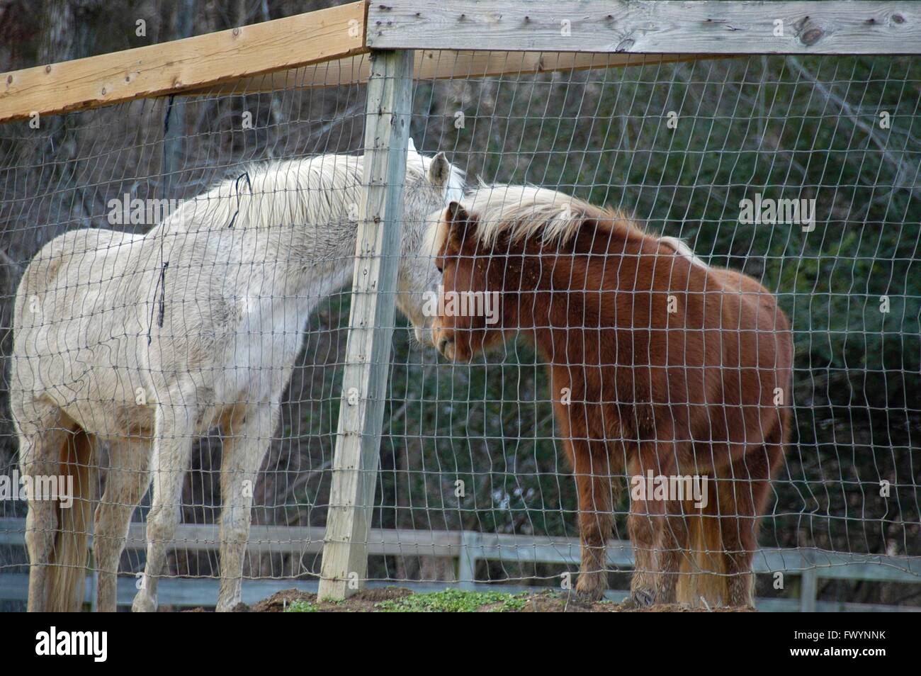 Horses..chestnut mix gelding..flax mane & tail with grey (flecks) pony ...