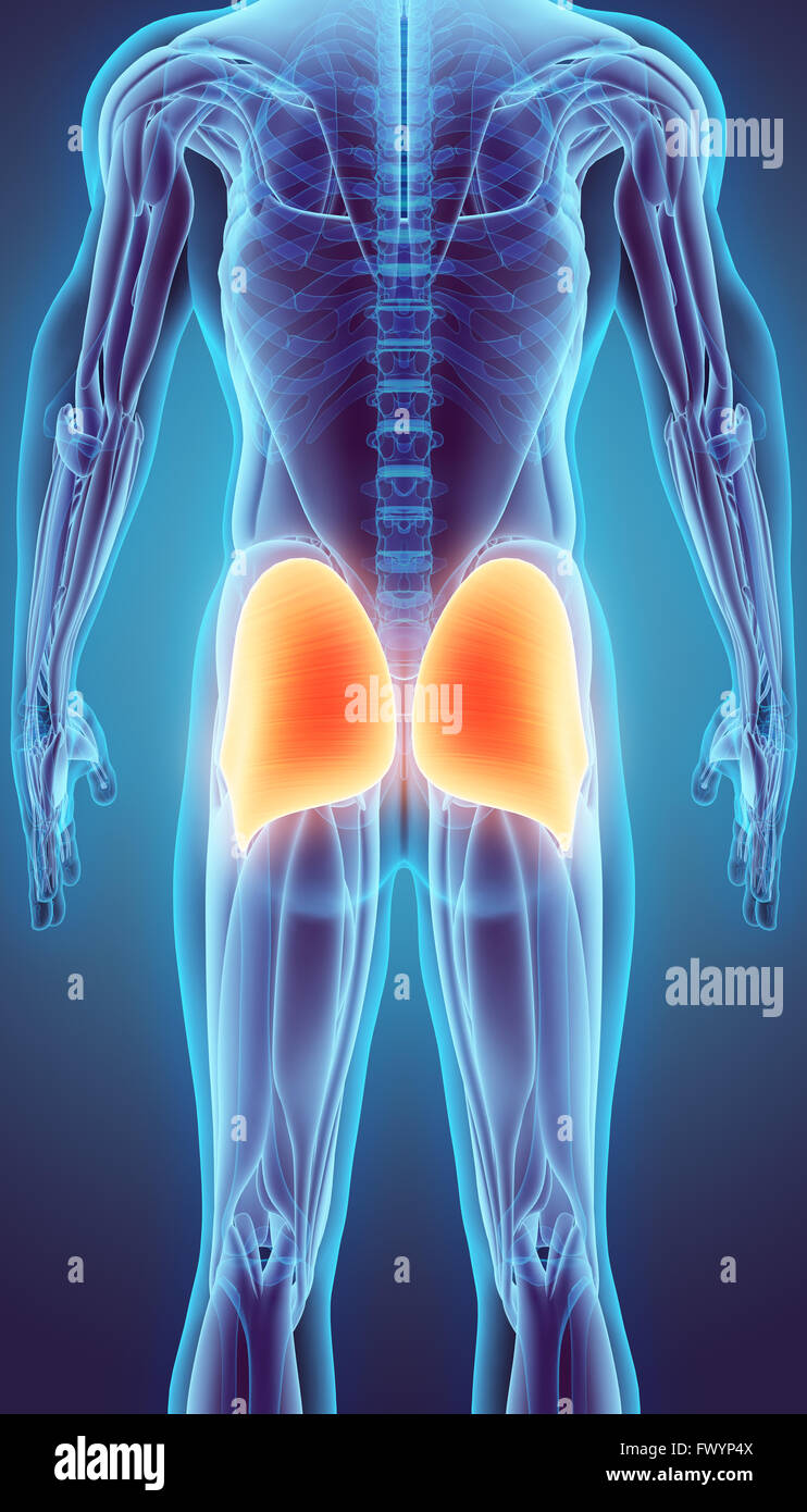 3D illustration of Gluteus Maximus, Part of Muscle Anatomy Stock Photo ...