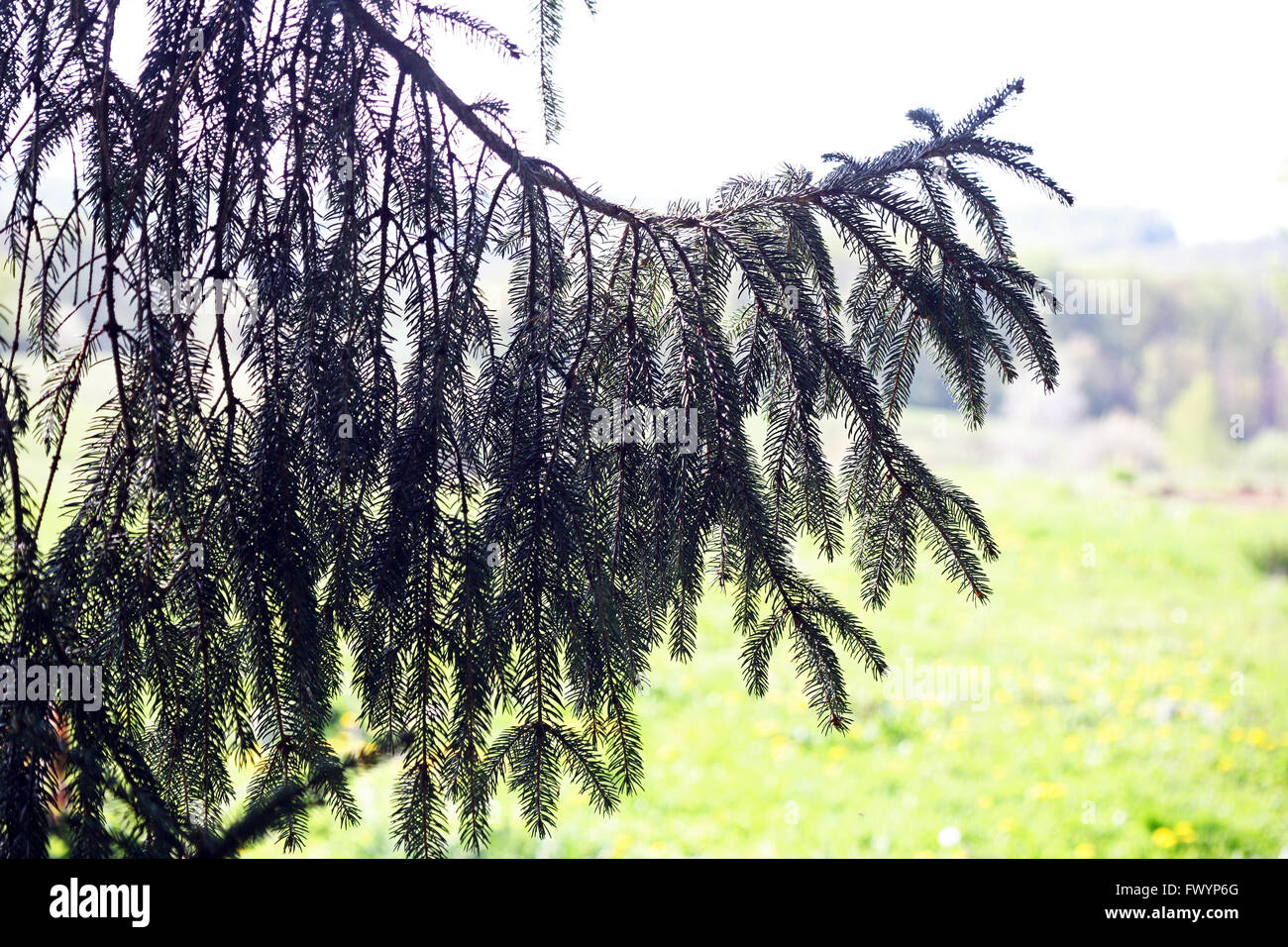 Juniper-tree,blossom,springtime in the country,Croatia,Europe Stock ...
