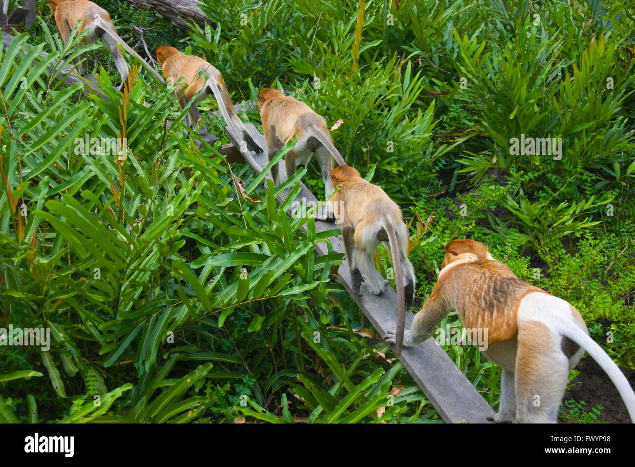 Proboscis monkeys hi-res stock photography and images - Alamy