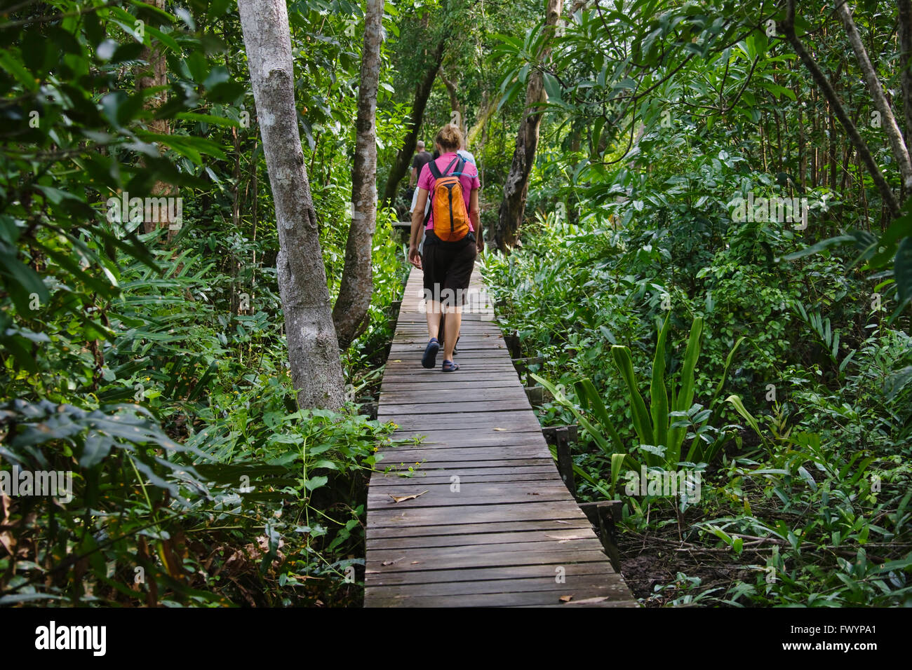 Tourist hiking in the forest, Sandakan, Borneo, Malaysia Stock Photo ...