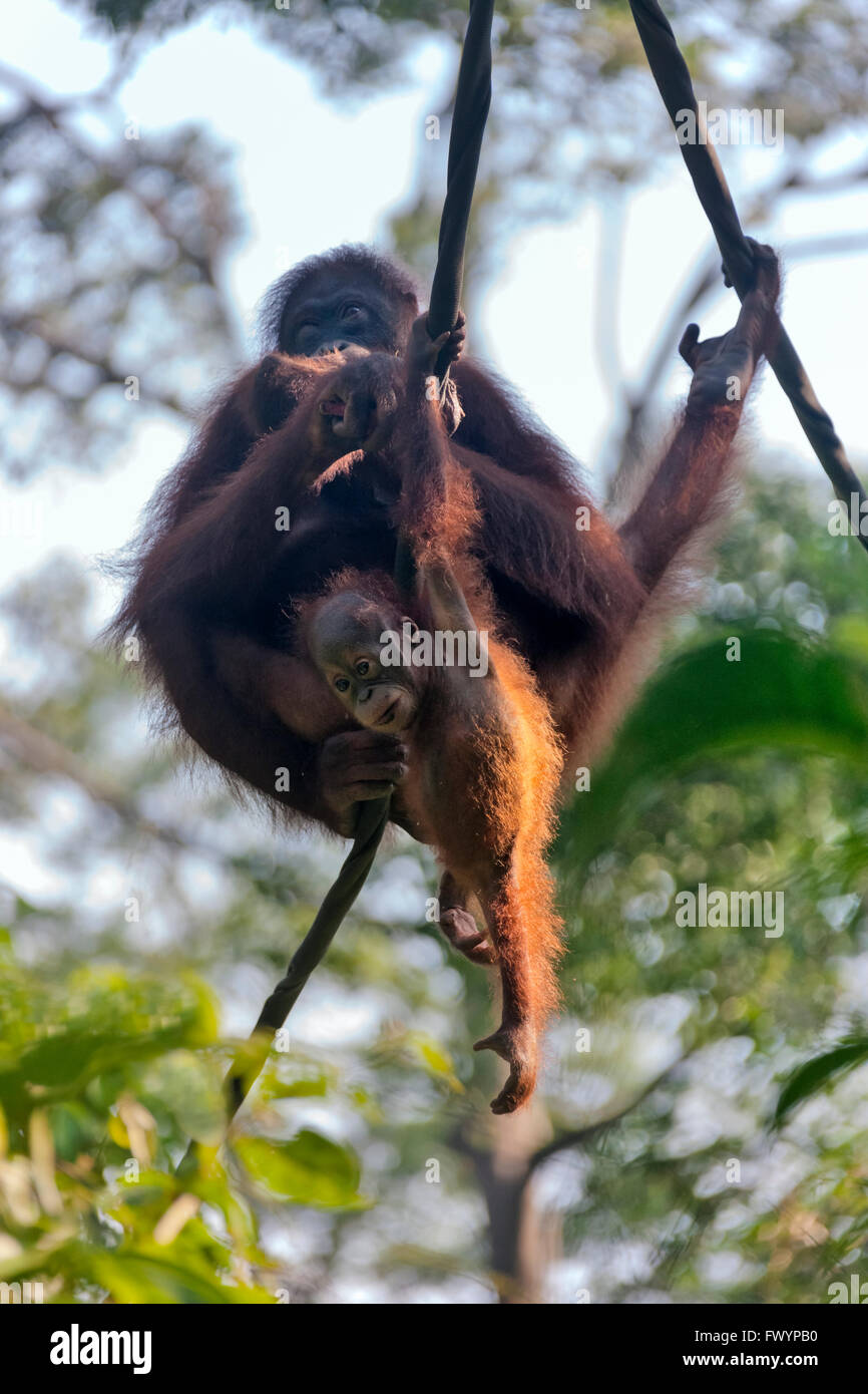 Orangutan, mother with cub, in the jungle, Sandakan, Borneo, Malaysia ...