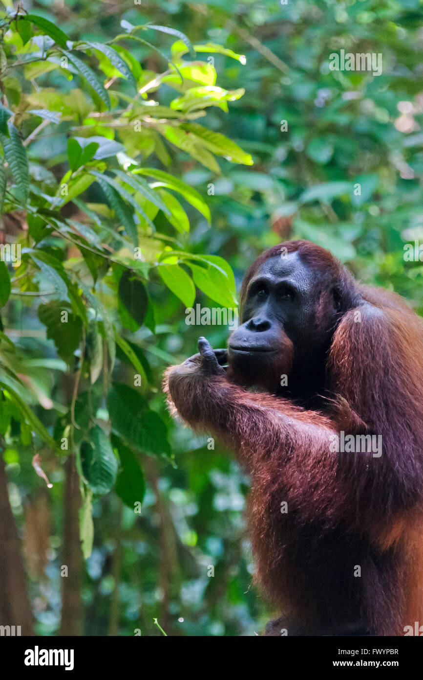 Orangutan in the jungle, Sandakan, Borneo, Malaysia Stock Photo - Alamy