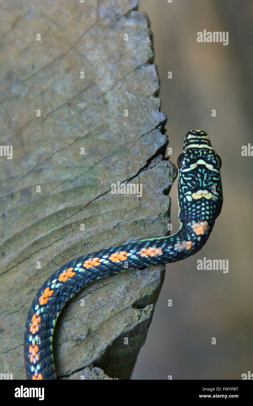 Snake, Borneo, Malaysia Stock Photo - Alamy