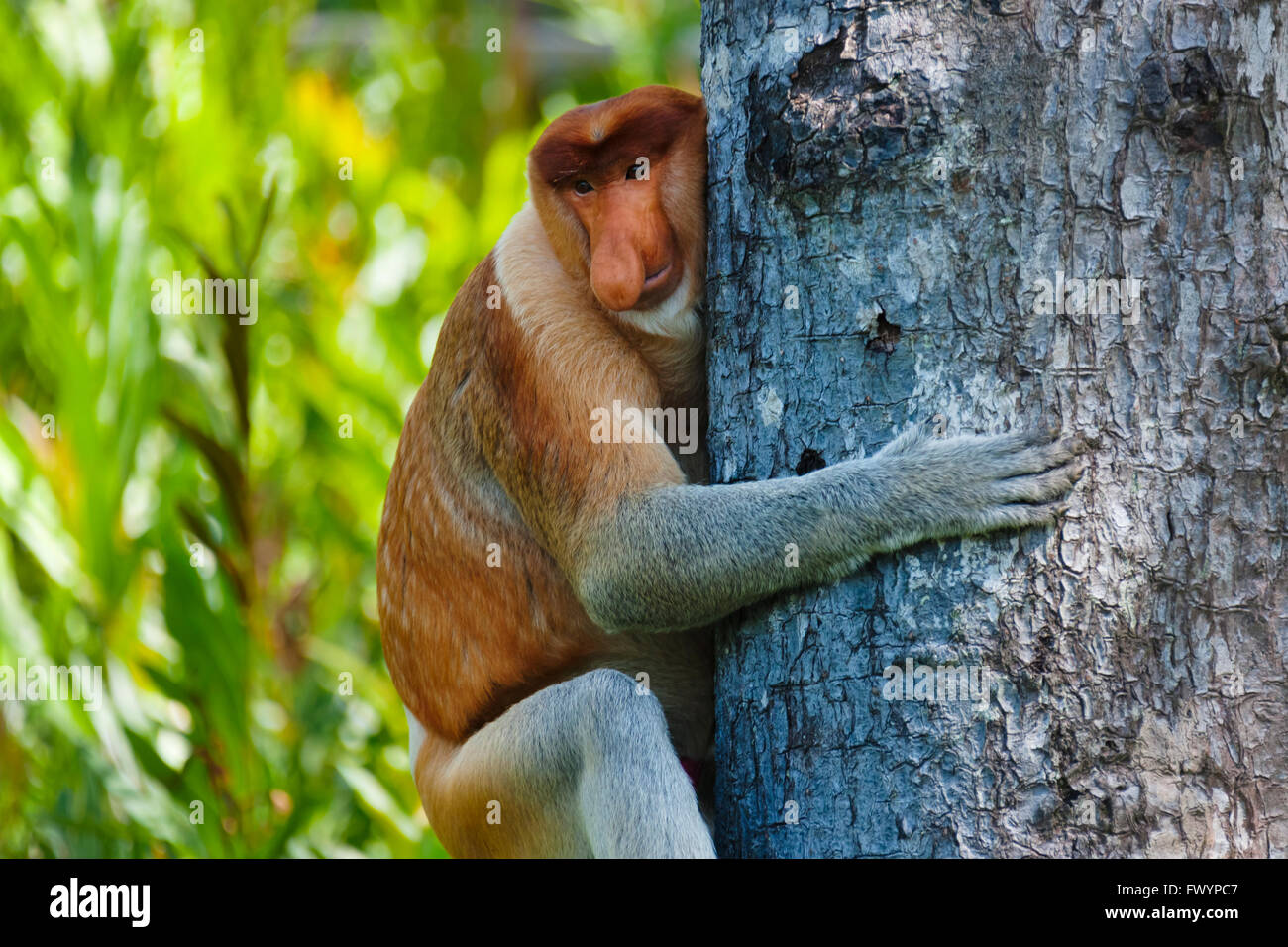 Proboscis monkey (Nasalis larvatus), Sandakan, Borneo, Malaysia Stock ...