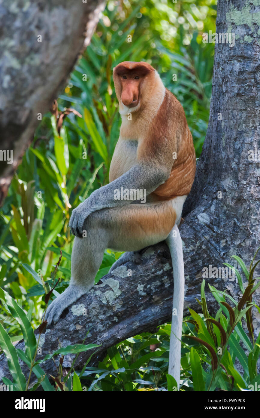 Proboscis monkey (Nasalis larvatus), Sandakan, Borneo, Malaysia Stock ...