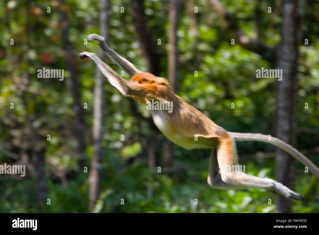 Proboscis monkey (Nasalis larvatus), Sandakan, Borneo, Malaysia Stock ...