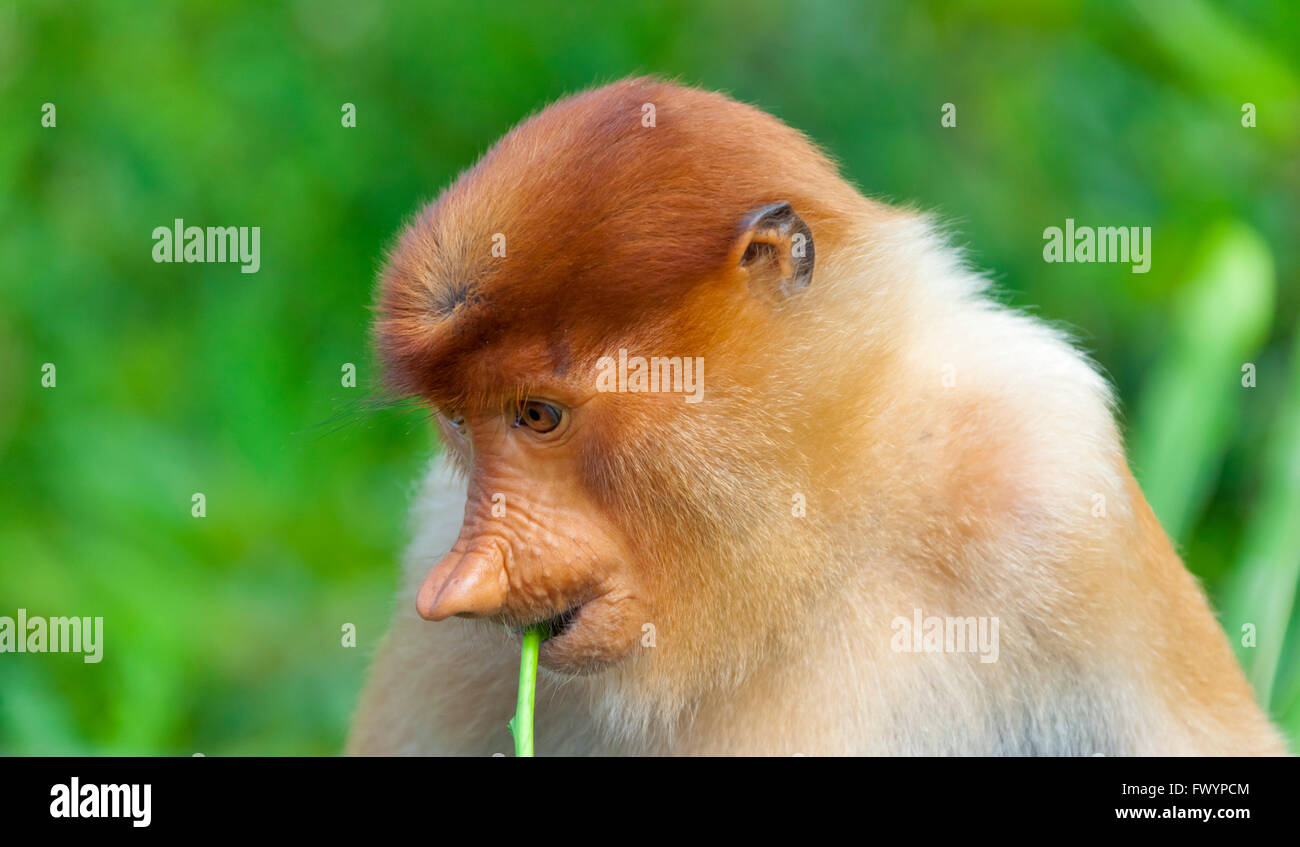 Proboscis monkey (Nasalis larvatus), Sandakan, Borneo, Malaysia Stock ...