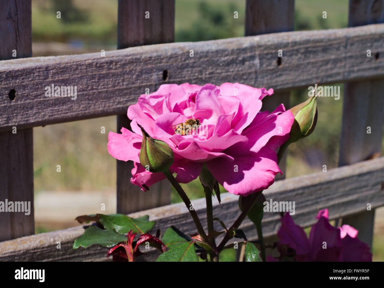 Pink rose with bee and clear pollen sacks Stock Photo - Alamy