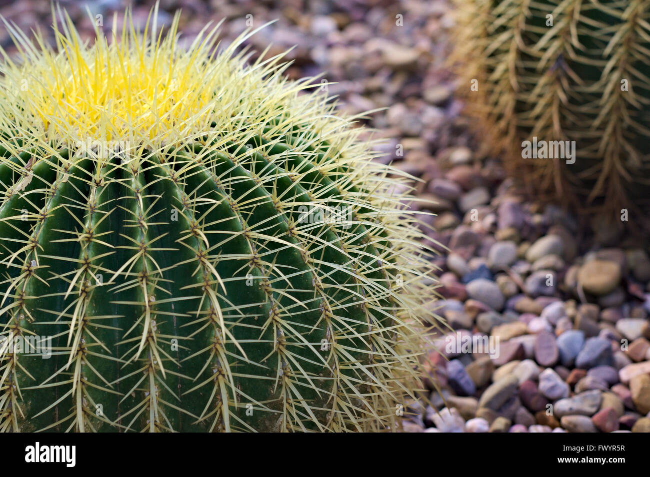 Golden ball cactus / Echinocactus grusonii in rock garden Stock Photo ...