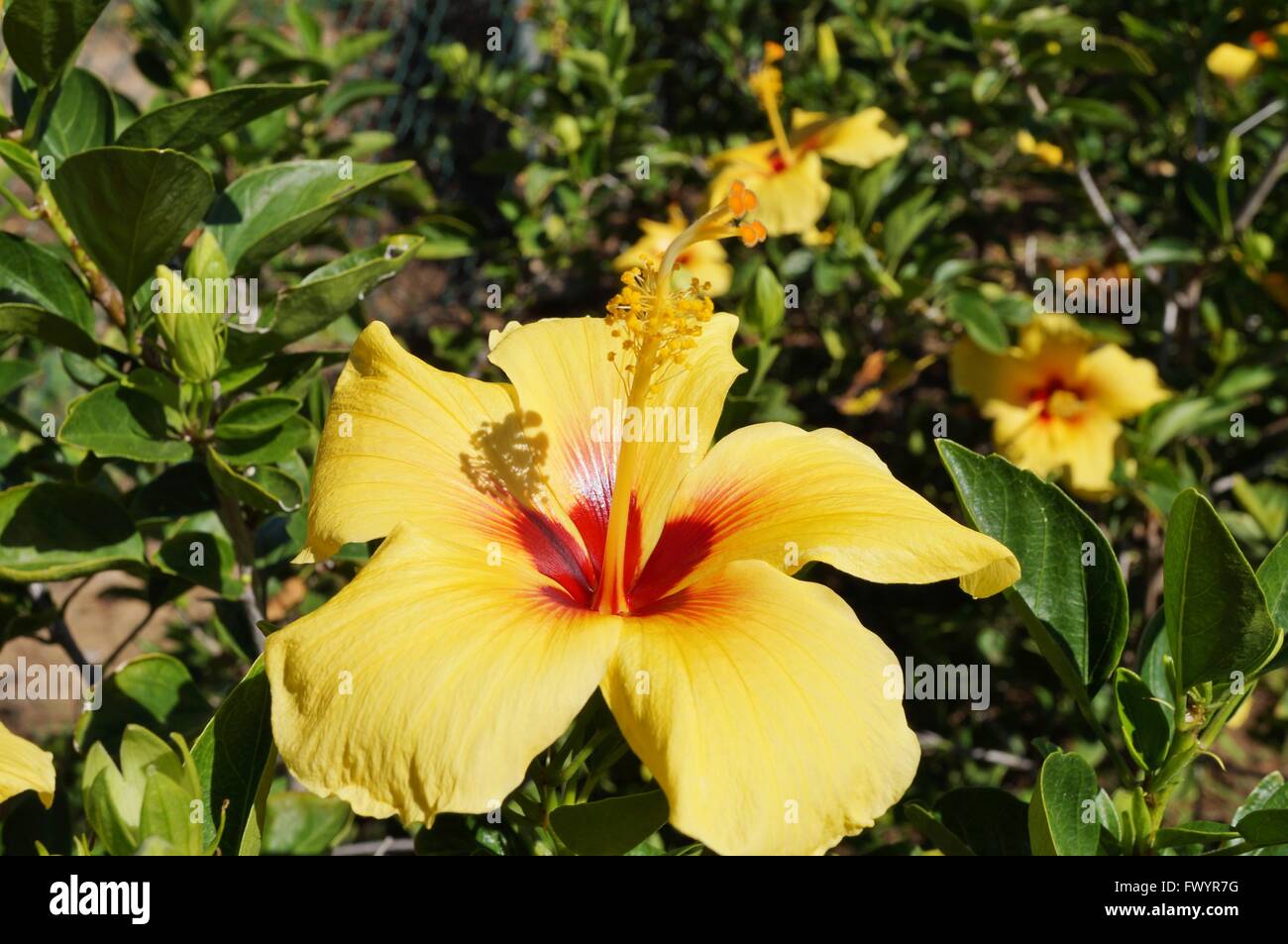 Tropical yellow hibiscus flower in bloom Stock Photo - Alamy