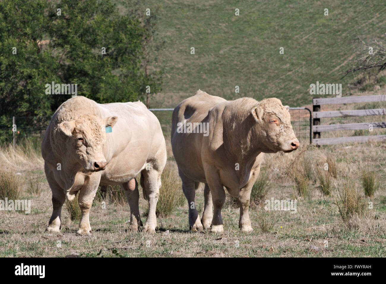 Farmer paddock cattle australian australian hi-res stock photography ...