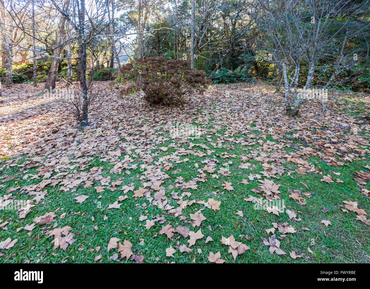 Autumn Leaves Campos do Jordao Brazil Stock Photo - Alamy