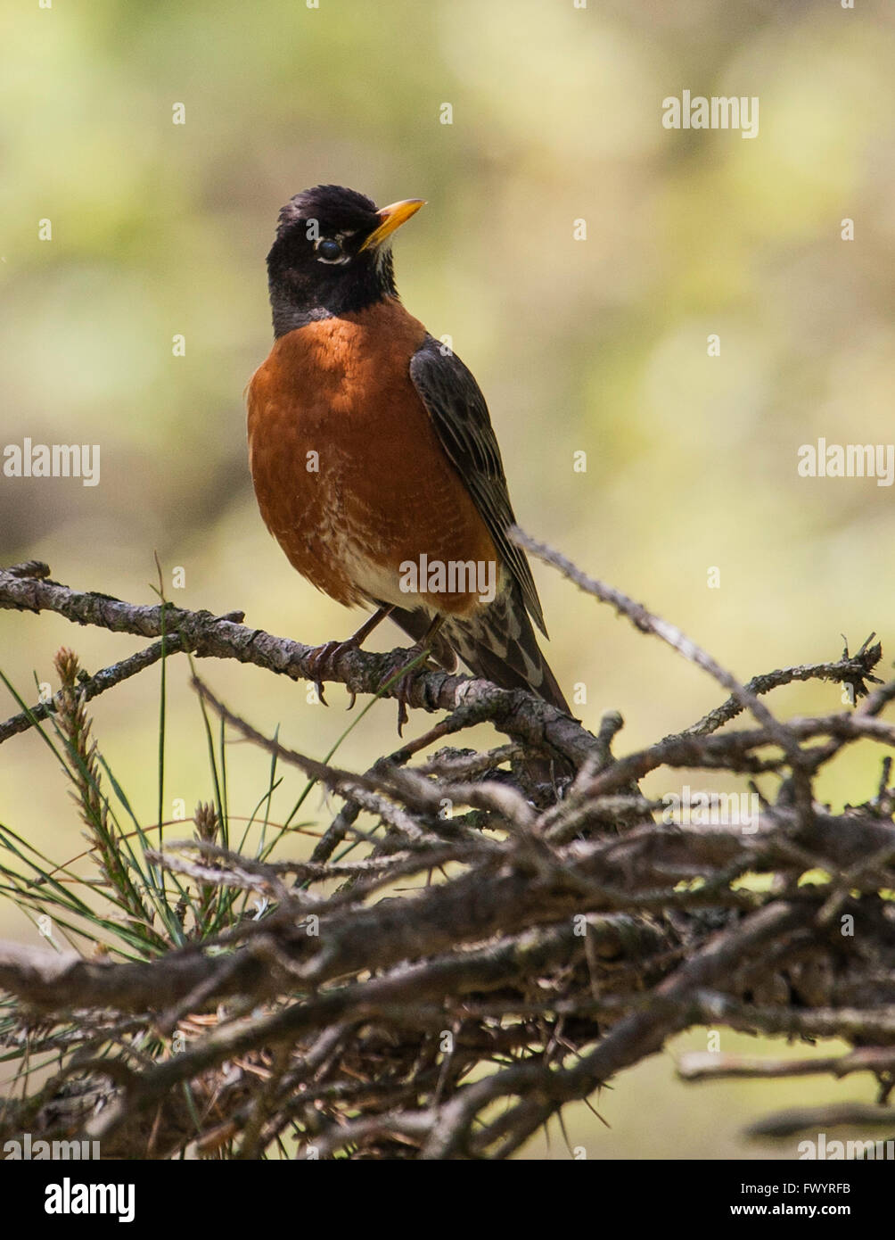 Robin at rest hi-res stock photography and images - Alamy