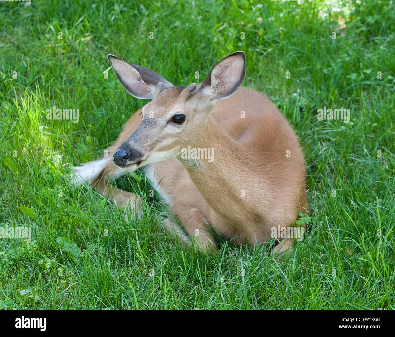 Whitetail buck hi-res stock photography and images - Alamy