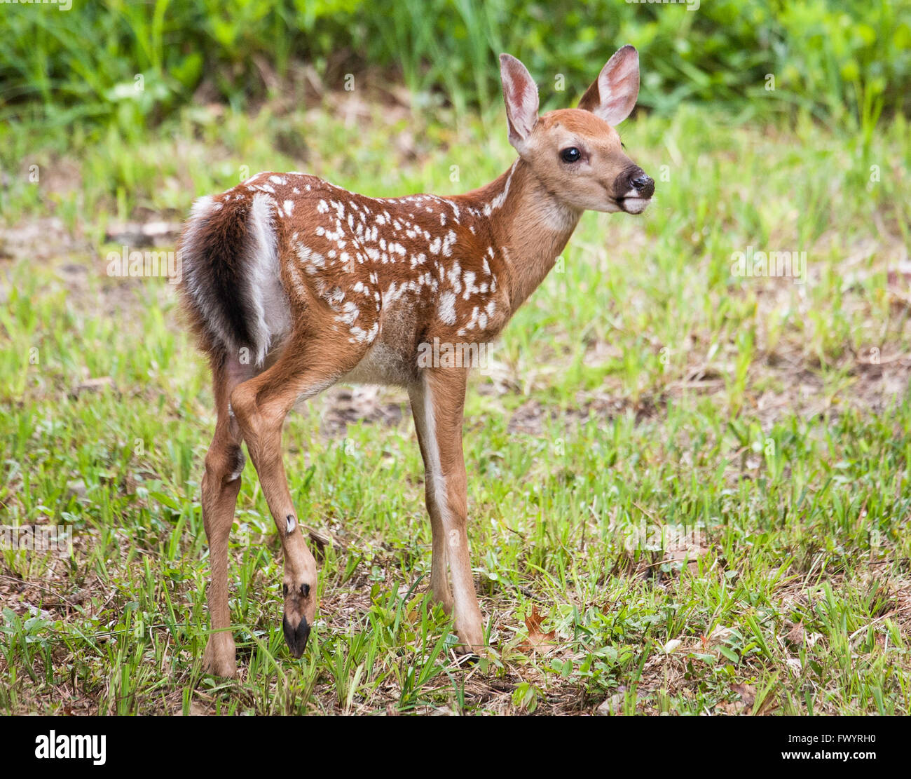 Newborn whitetail deer fawn hi-res stock photography and images - Alamy