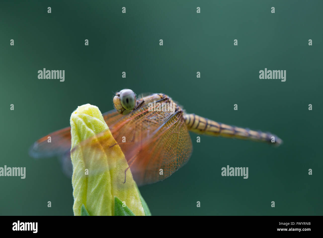 Philippine insect hi-res stock photography and images - Alamy